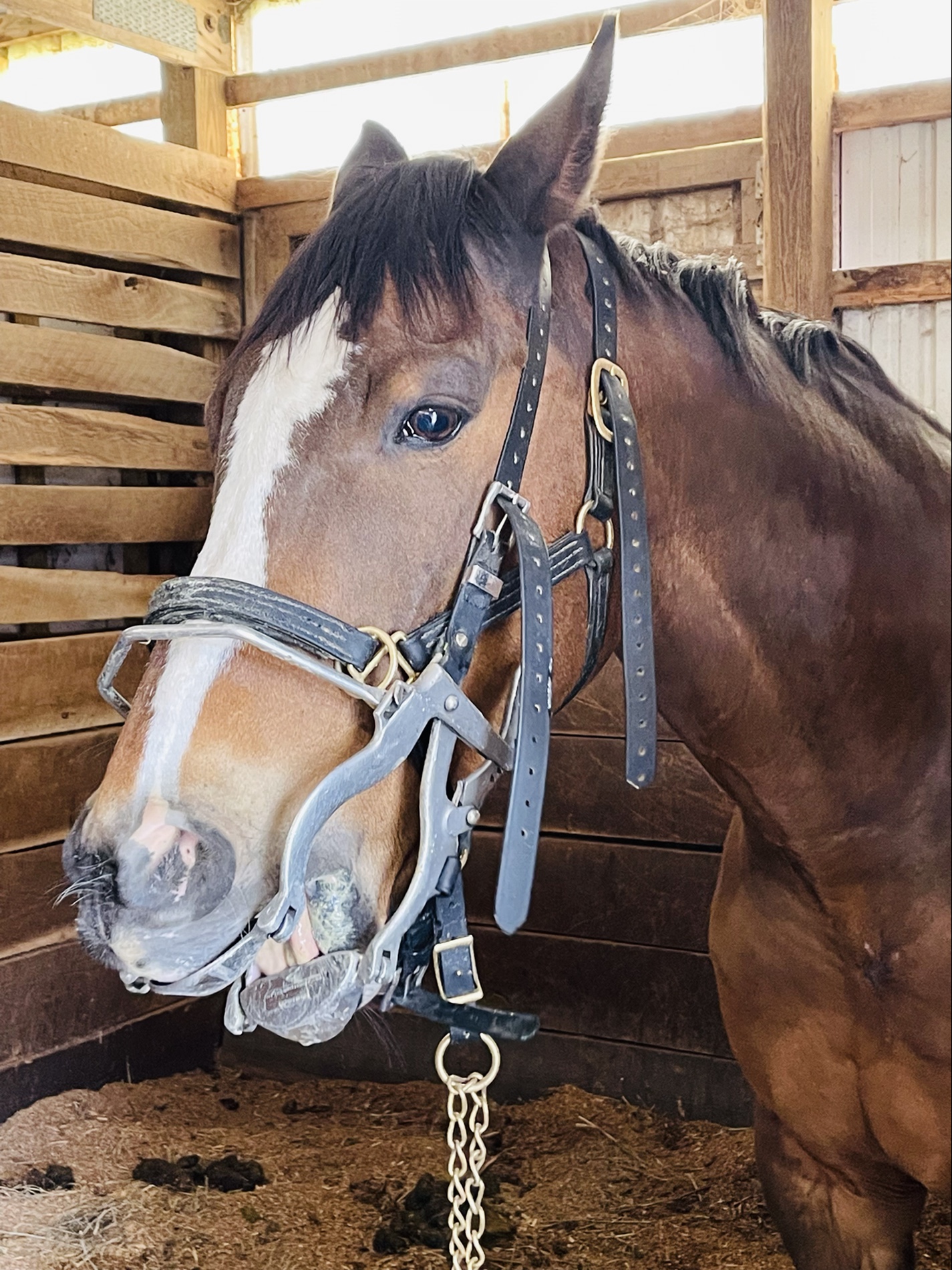 Horse Dental Work – All about horses